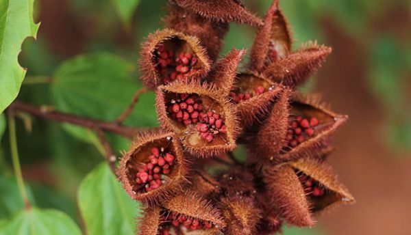 ACHIOTE - Riqueza Peruana