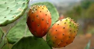 TUNA - Riqueza Peruana